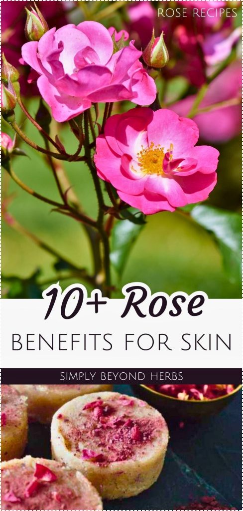 10+ Beautiful Benefits of Rose for Skin - SimplyBeyondHerbs