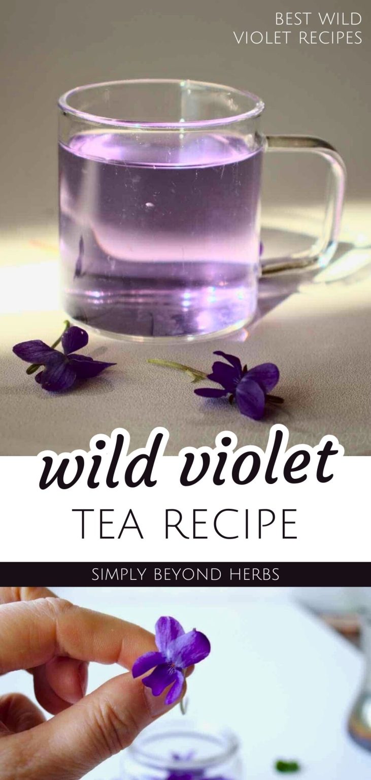 How to Make Violet Tea: Foraged Wild Violet Tea Recipe - SimplyBeyondHerbs