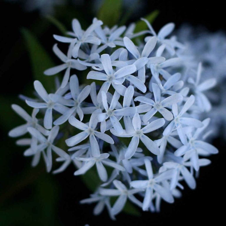 50+ Star Shaped Flowers: Ultimate Collection - SimplyBeyondHerbs