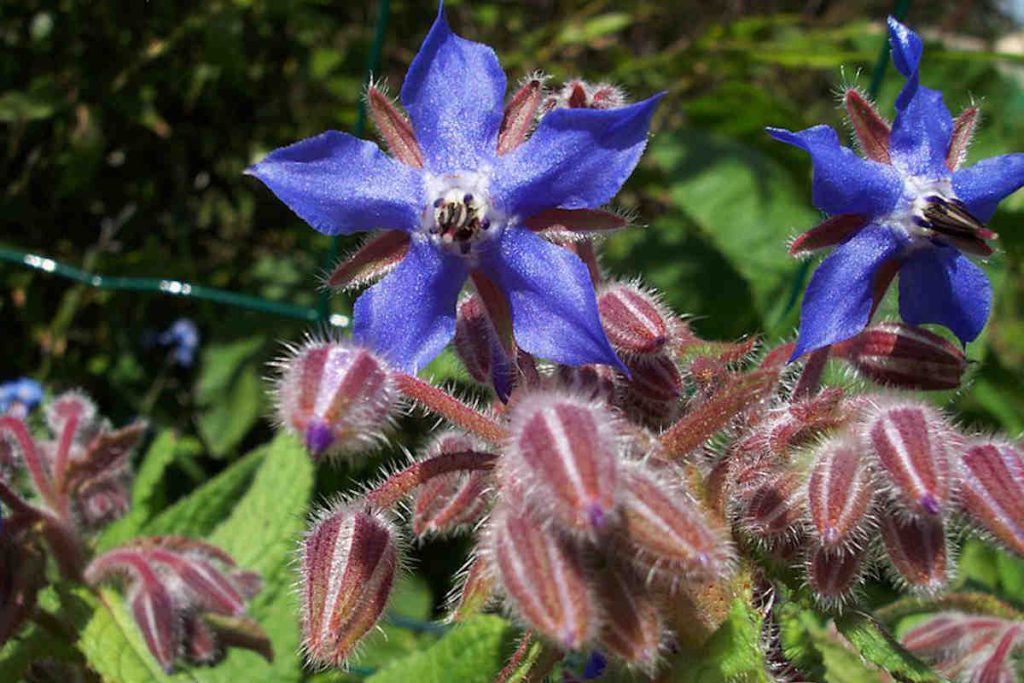 50+ Star Shaped Flowers: Ultimate Collection - SimplyBeyondHerbs