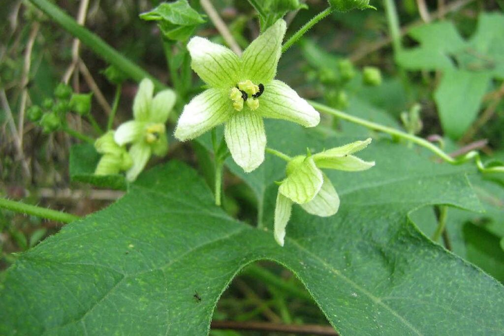 50+ Star Shaped Flowers: Ultimate Collection - SimplyBeyondHerbs