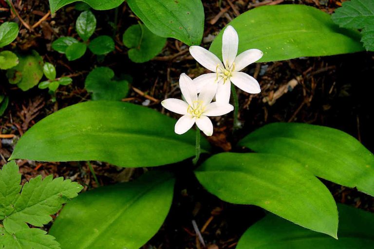 50+ Star Shaped Flowers: Ultimate Collection - SimplyBeyondHerbs