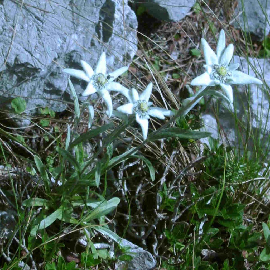 50+ Star Shaped Flowers: Ultimate Collection - SimplyBeyondHerbs