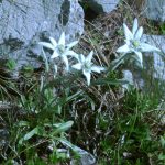 50+ Star Shaped Flowers: Ultimate Collection - SimplyBeyondHerbs