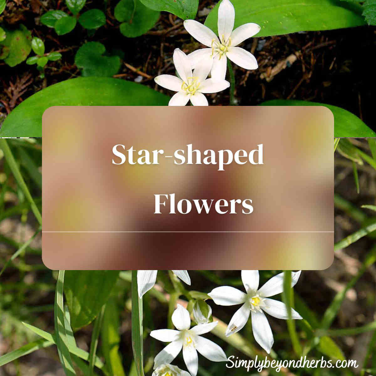 50+ Star Shaped Flowers: Ultimate Collection - SimplyBeyondHerbs