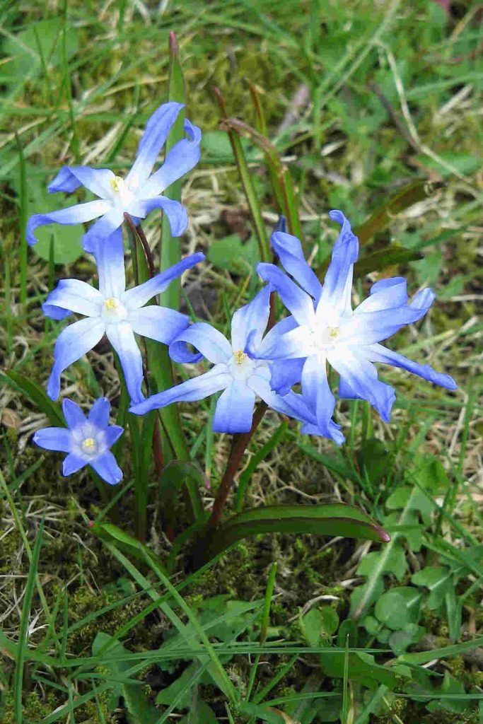 50+ Star Shaped Flowers: Ultimate Collection - SimplyBeyondHerbs