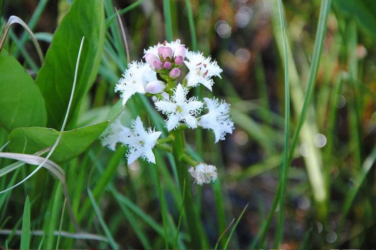 50+ Star Shaped Flowers: Ultimate Collection - SimplyBeyondHerbs