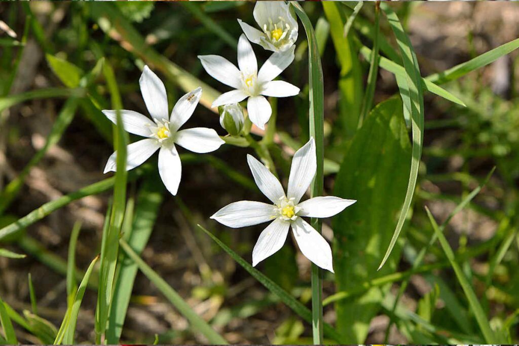 50+ Star Shaped Flowers: Ultimate Collection - SimplyBeyondHerbs