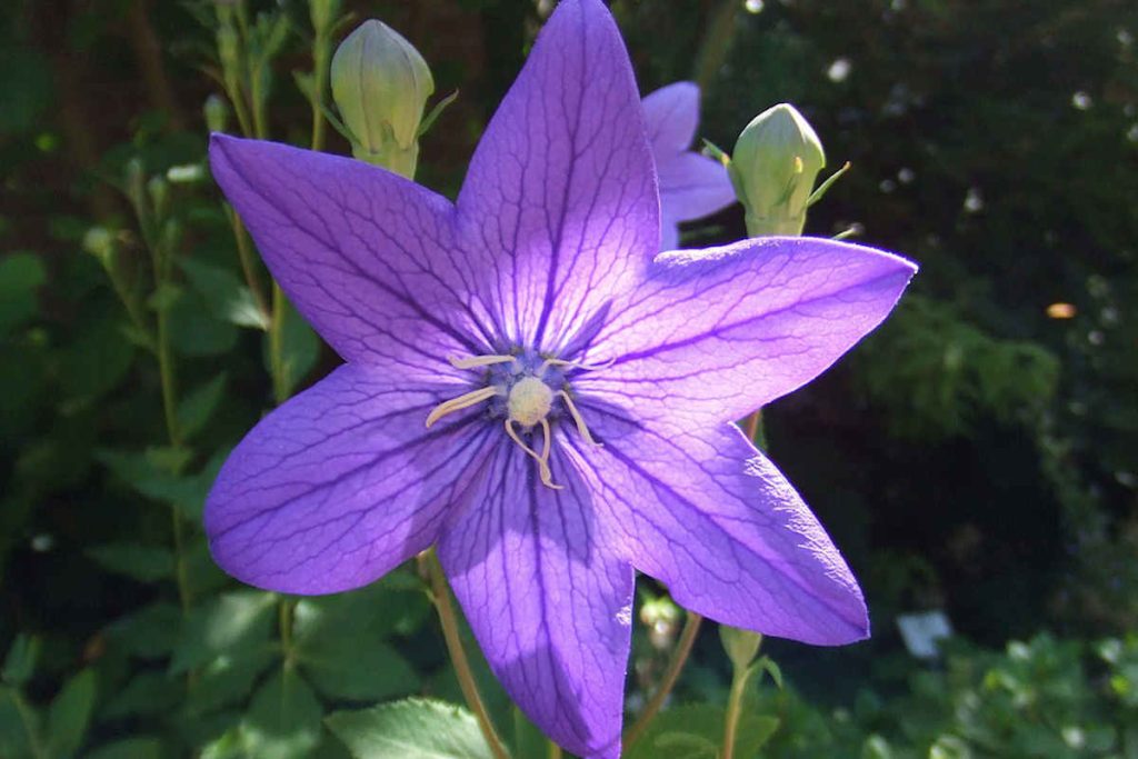 50+ Star Shaped Flowers: Ultimate Collection - SimplyBeyondHerbs