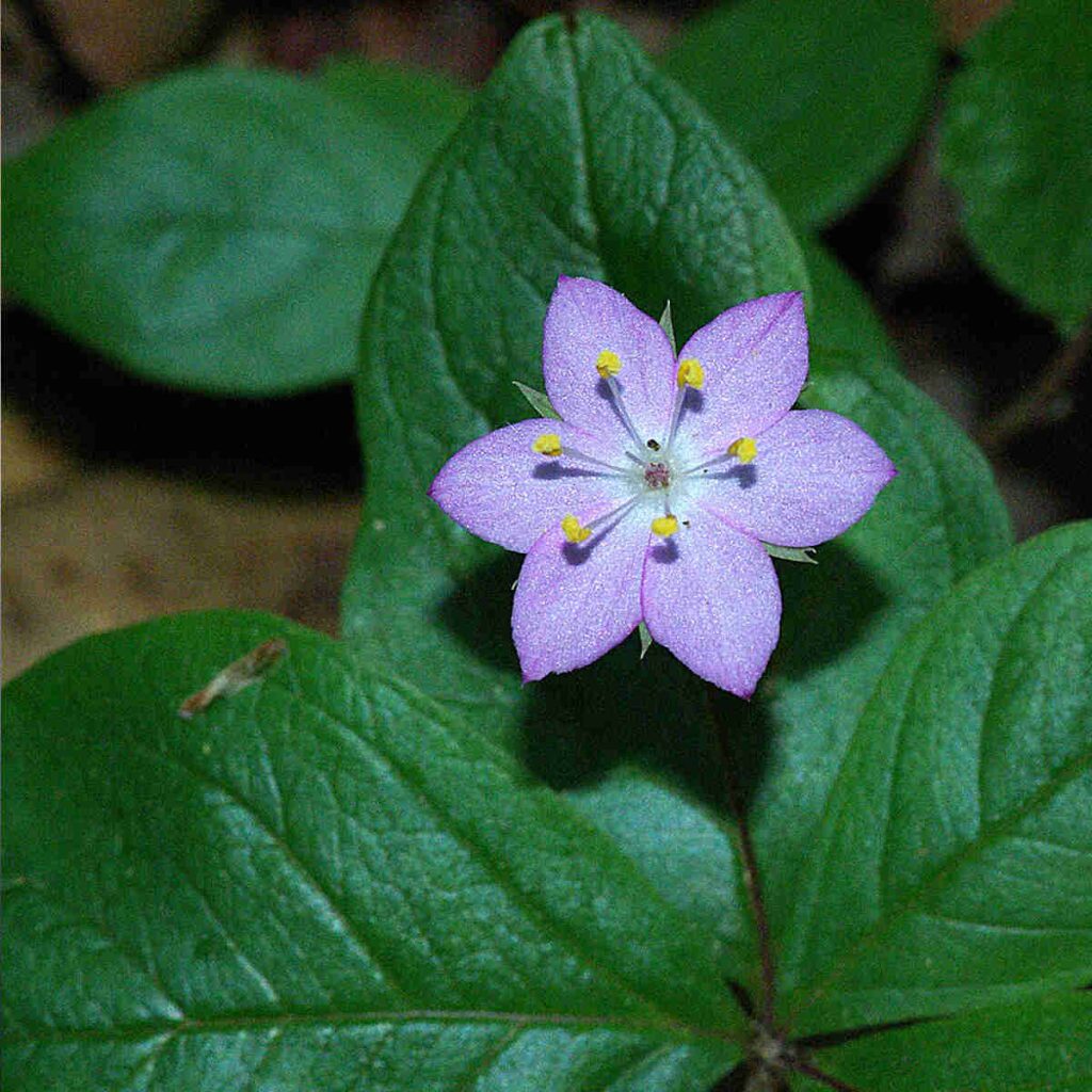 50+ Star Shaped Flowers: Ultimate Collection - SimplyBeyondHerbs