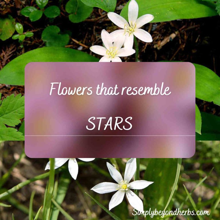 50+ Star Shaped Flowers: Ultimate Collection - SimplyBeyondHerbs