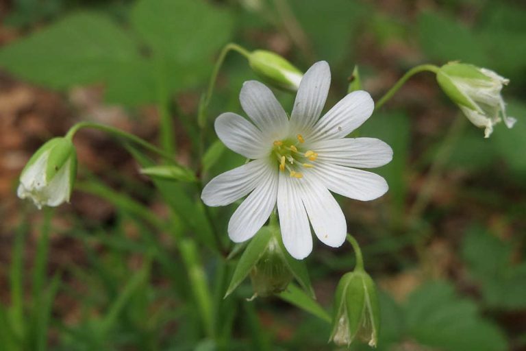 50+ Star Shaped Flowers: Ultimate Collection - SimplyBeyondHerbs