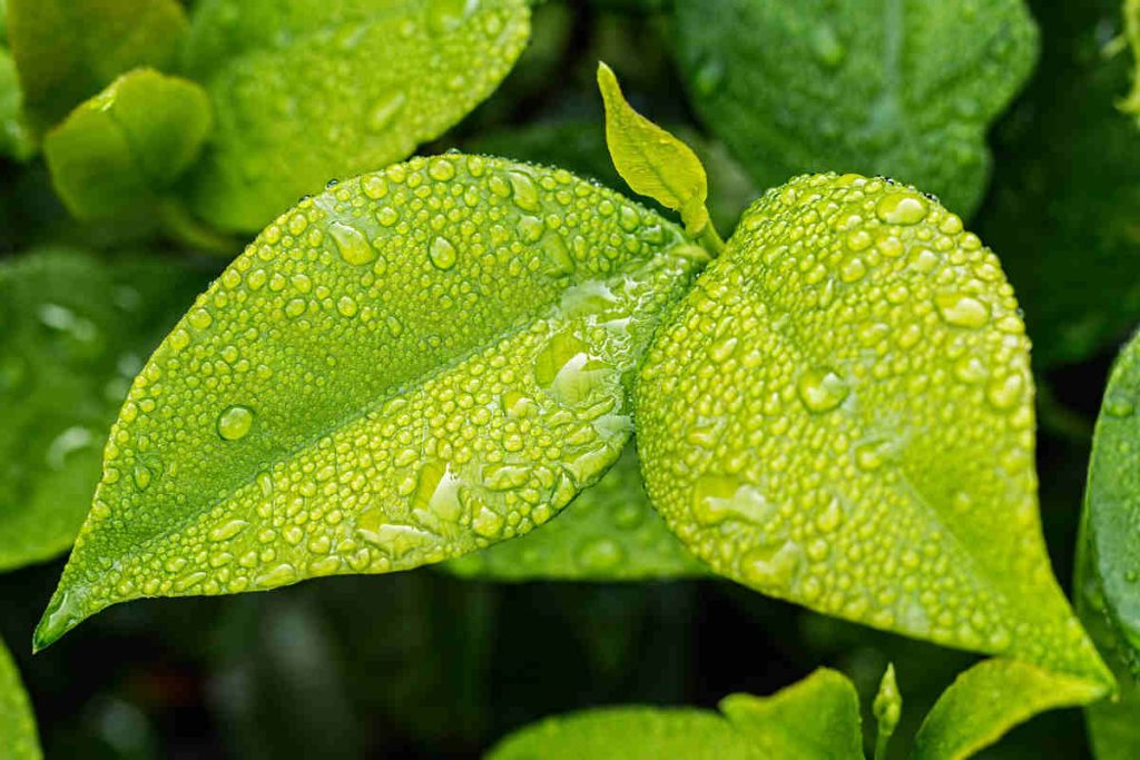 Powerful Symbols and Symbolism of Summer - SimplyBeyondHerbs