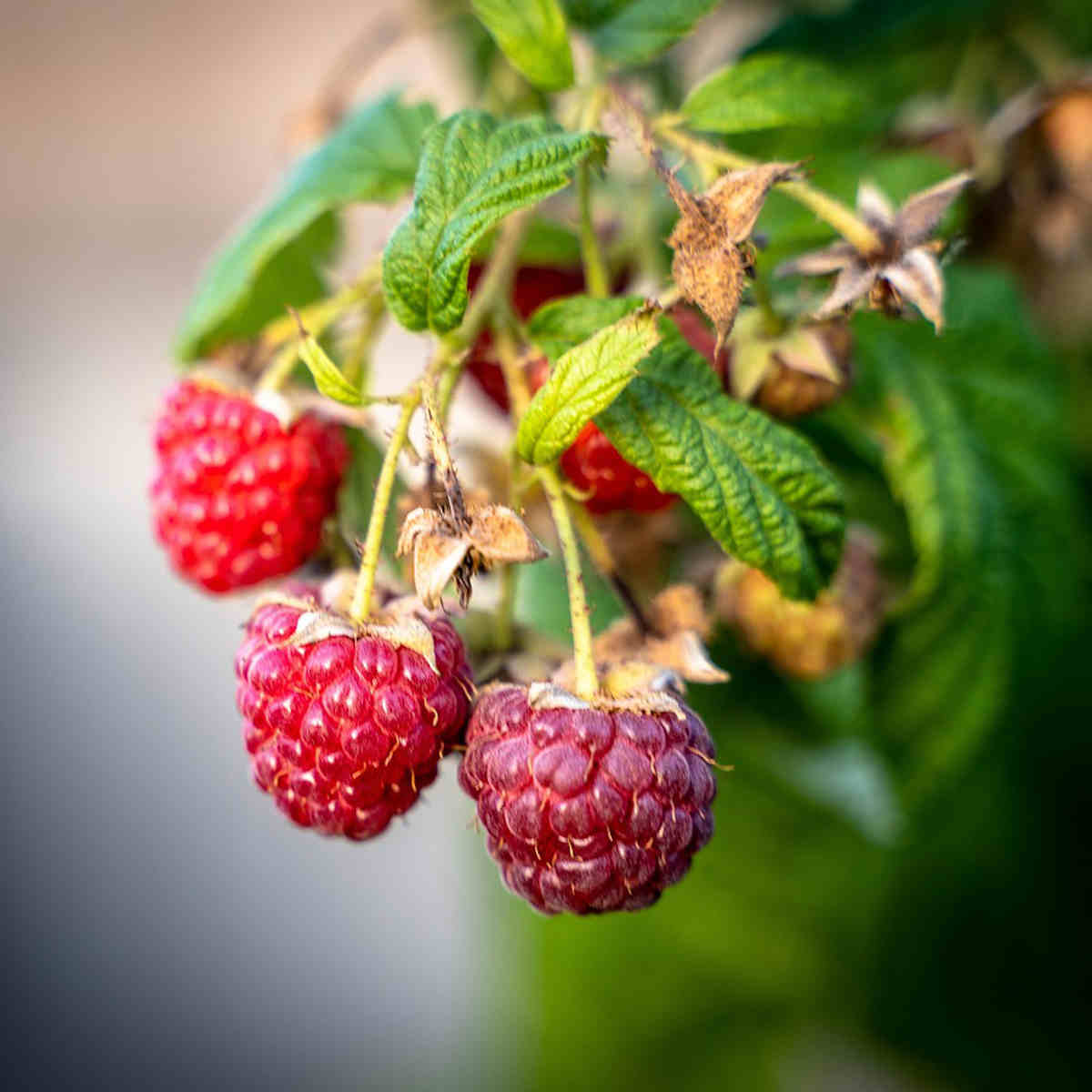 Powerful Symbols and Symbolism of Summer - SimplyBeyondHerbs