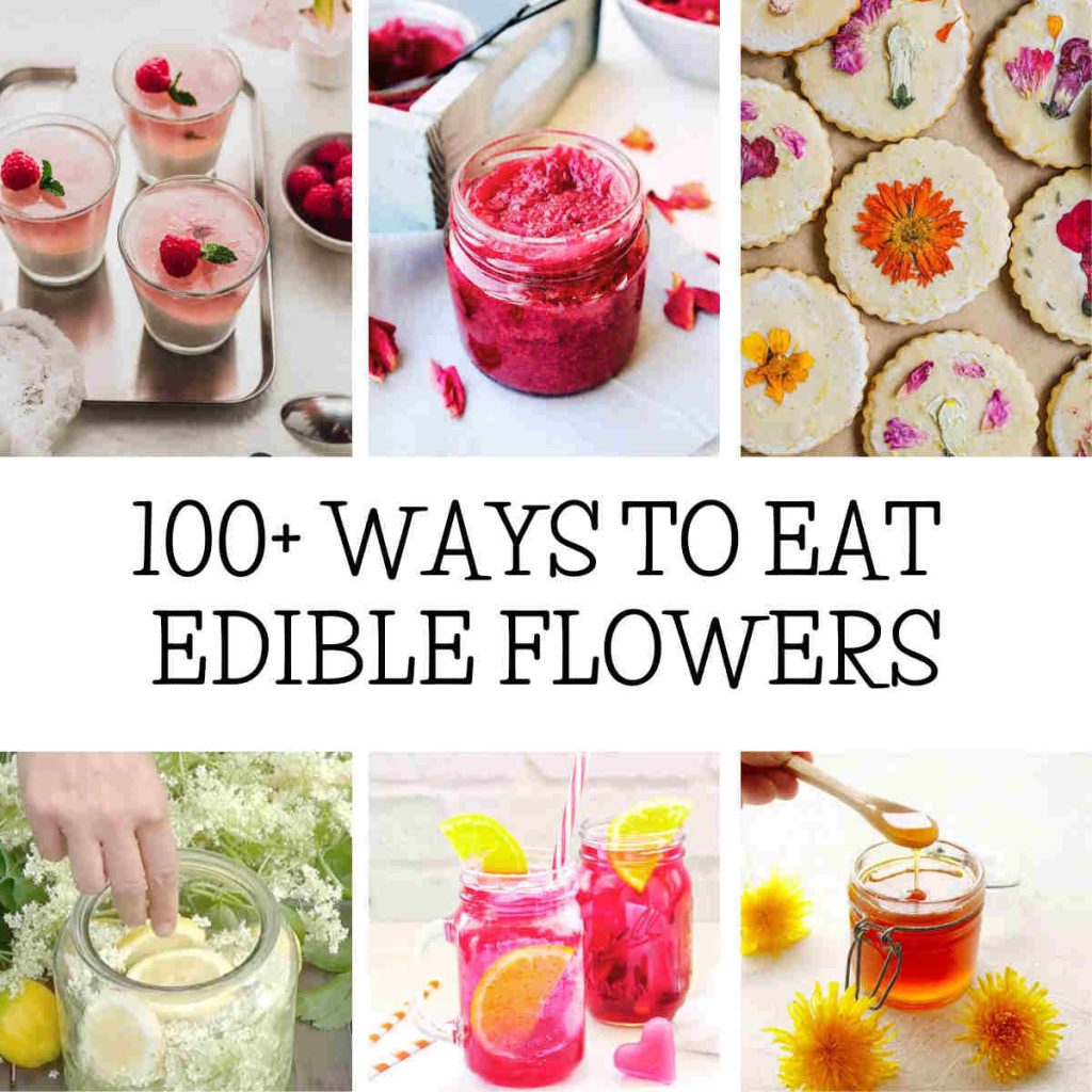 Flowers we Eat: 100+ Delicious Recipes Using Edible Flowers ...