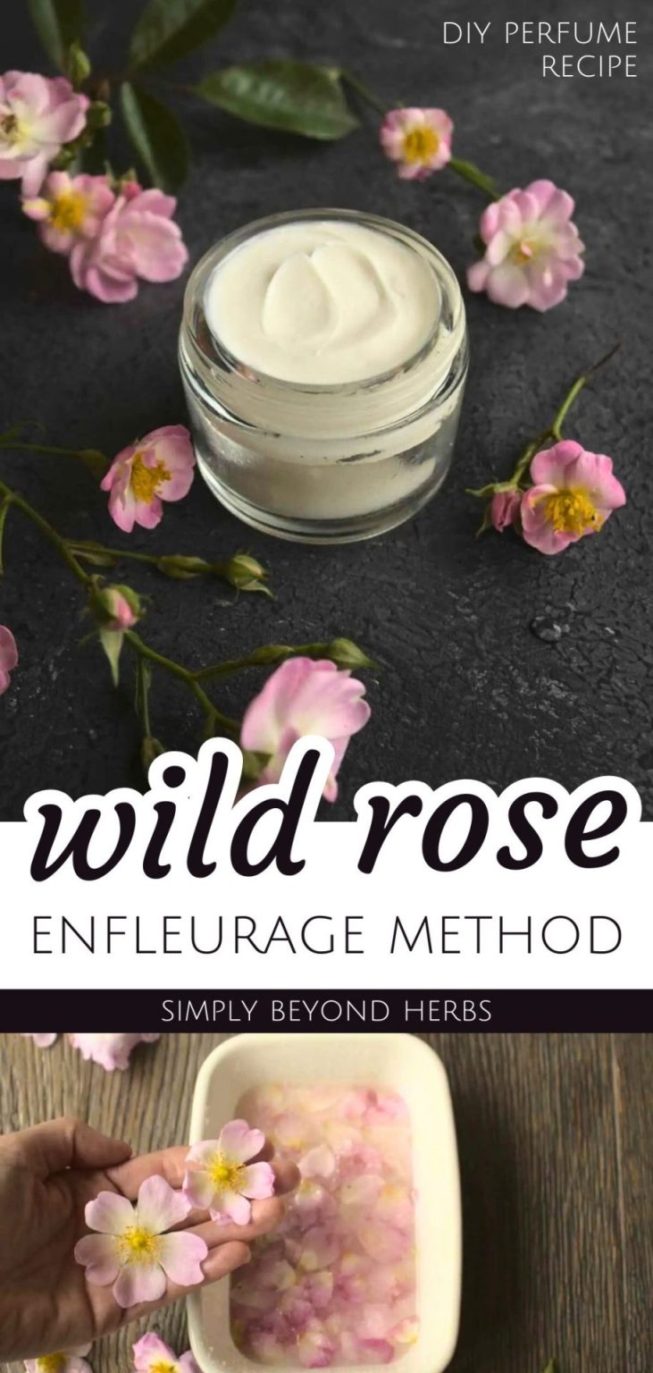 Enfleurage process - cold or hot method to capture the fragrance ...
