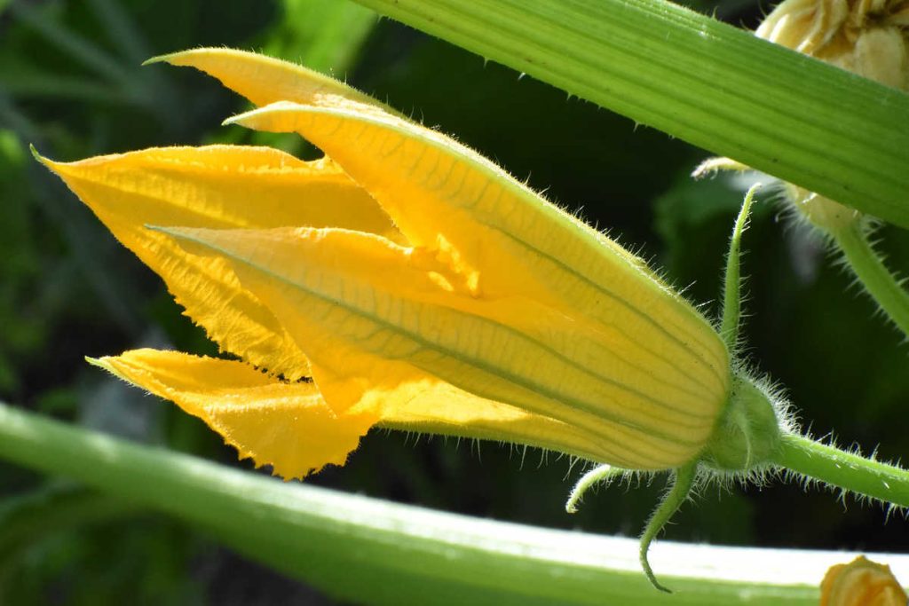 10+ Zucchini Flower Recipes: Fried or Stuff Zucchini blossoms ...