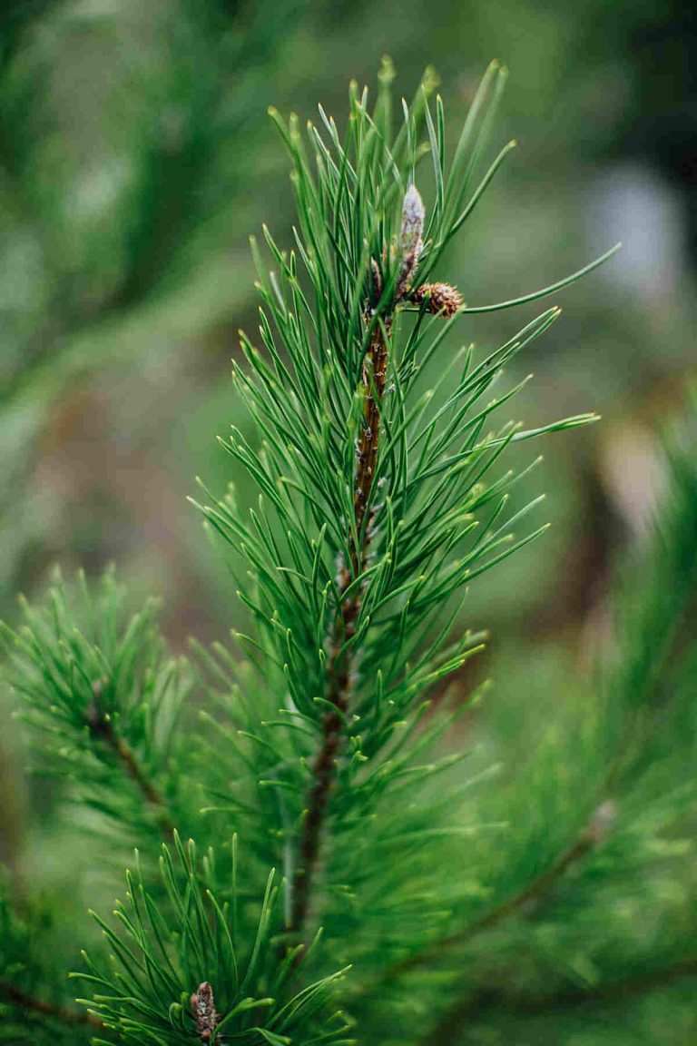 Great Evergreen Pine Tree Symbolism and Meaning - SimplyBeyondHerbs