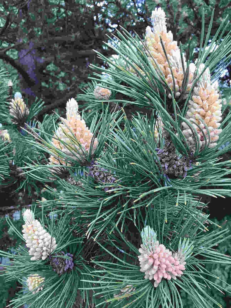 Great Evergreen Pine Tree Symbolism and Meaning - SimplyBeyondHerbs