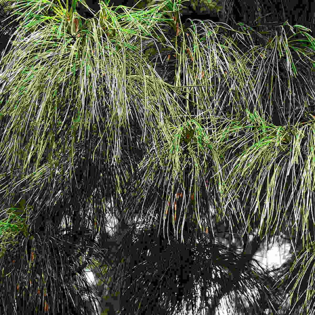 Great Evergreen Pine Tree Symbolism and Meaning - SimplyBeyondHerbs
