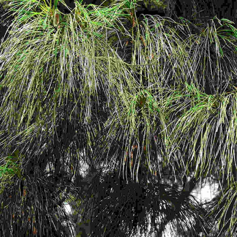 Great Evergreen Pine Tree Symbolism and Meaning - SimplyBeyondHerbs