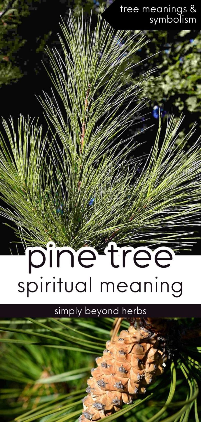 Great Evergreen Pine Tree Symbolism and Meaning - SimplyBeyondHerbs