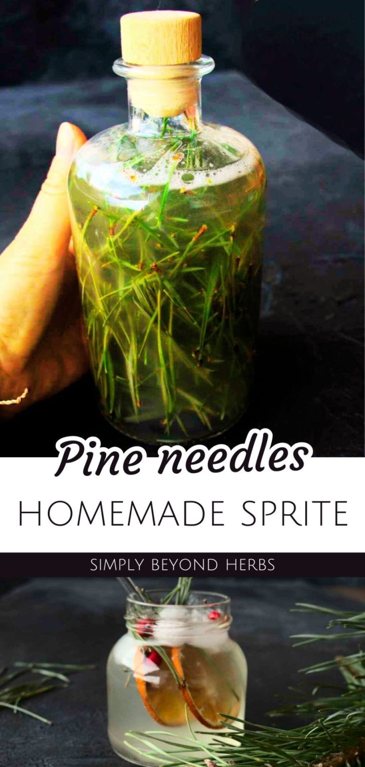 Pine Needle Soda - A Homemade Sprite - SimplyBeyondHerbs
