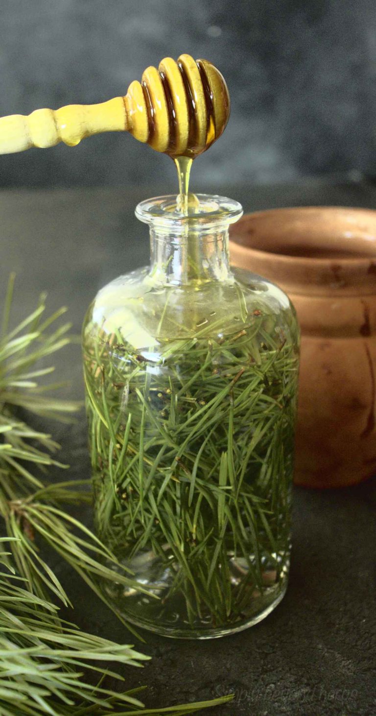 Pine Needle Soda - A Homemade Sprite - SimplyBeyondHerbs