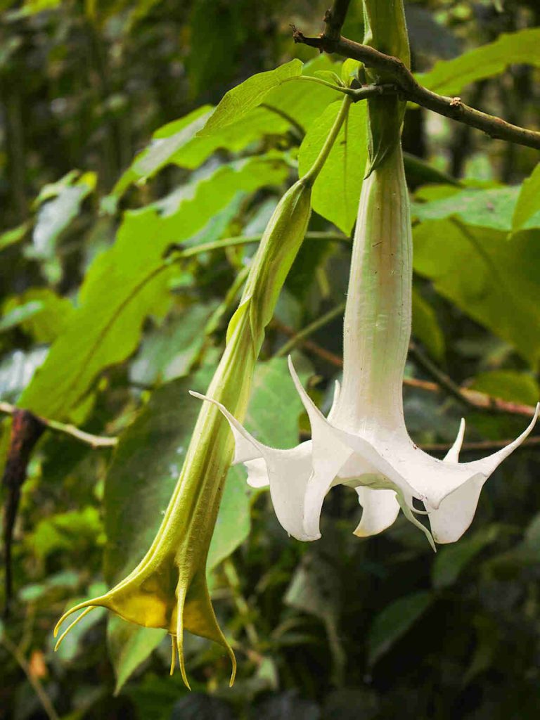 40 + Bell Shaped Flowers - SimplyBeyondHerbs