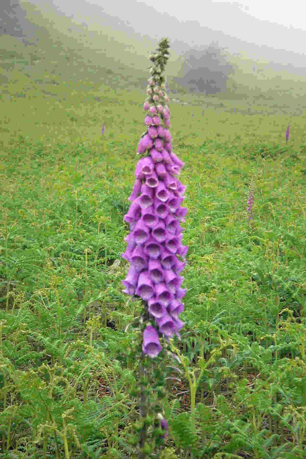 40 + Bell Shaped Flowers - SimplyBeyondHerbs