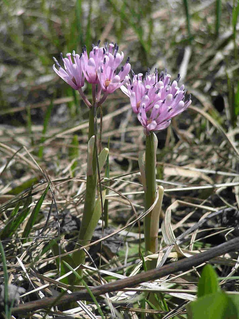 40 + Bell Shaped Flowers - SimplyBeyondHerbs