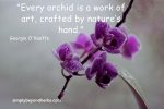 200+ Captivating Orchid Quotes to Inspire - SimplyBeyondHerbs