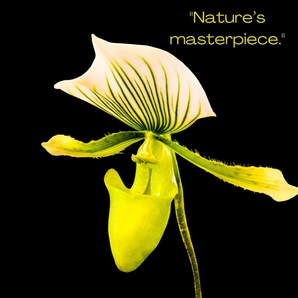 200+ Captivating Orchid Quotes to Inspire - SimplyBeyondHerbs