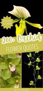 200+ Captivating Orchid Quotes to Inspire - SimplyBeyondHerbs