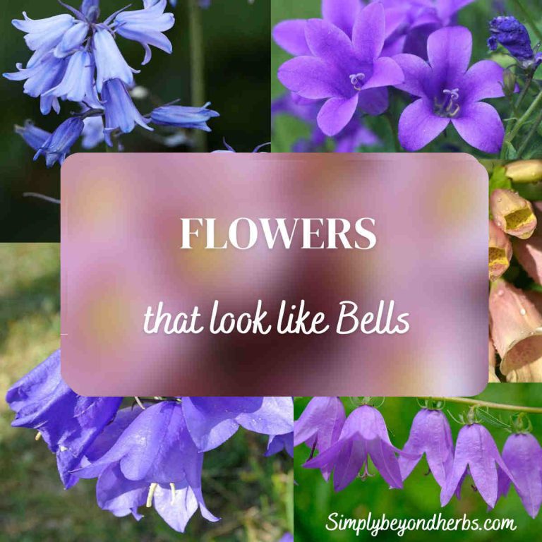 40 + Bell Shaped Flowers - SimplyBeyondHerbs