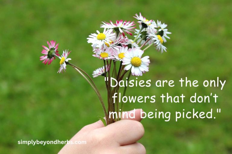 200+ Best Daisy Quotes, Puns and Captions for Instagram - SimplyBeyondHerbs