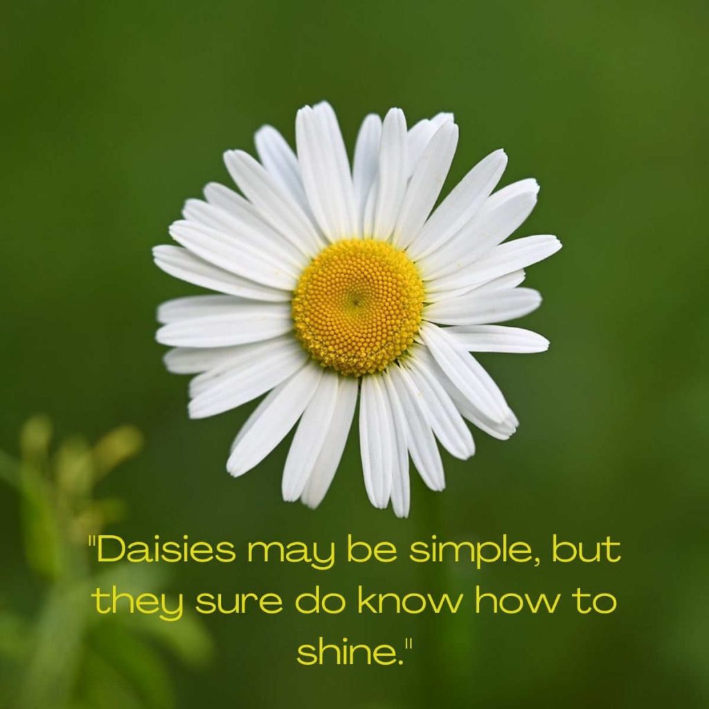 200+ Best Daisy Quotes, Puns and Captions for Instagram - SimplyBeyondHerbs