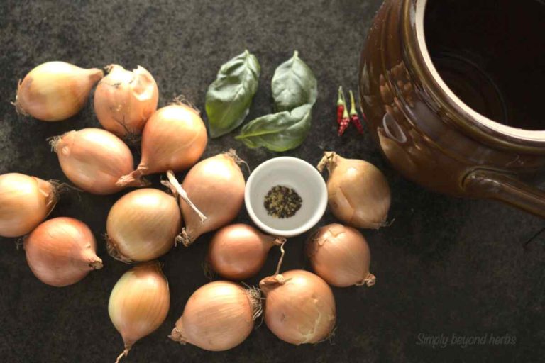 Fermented Onions: Lacto-fermented with probiotics - SimplyBeyondHerbs