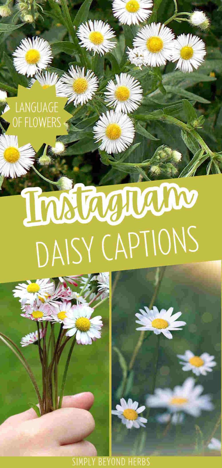 200+ Best Daisy Quotes, Puns and Captions for Instagram - SimplyBeyondHerbs