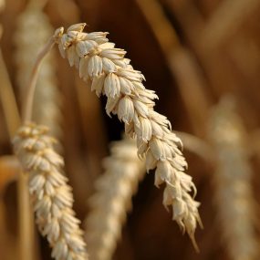 Herbs Archives - SimplyBeyondHerbs