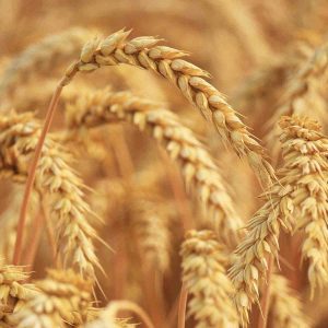 Wheat Symbolism Since Ancient Civilizations - SimplyBeyondHerbs