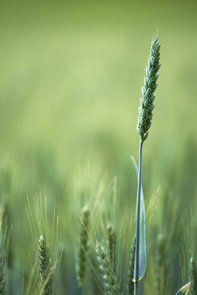 Wheat Symbolism Since Ancient Civilizations - SimplyBeyondHerbs