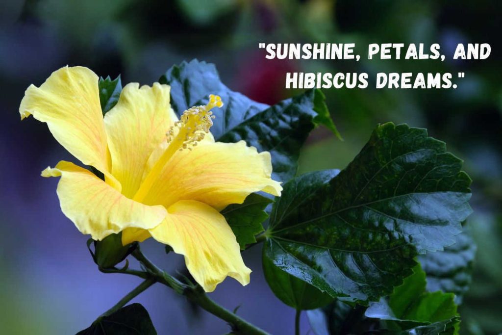 250+ Best Hibiscus Flower Quotes and Captions for Instagram ...
