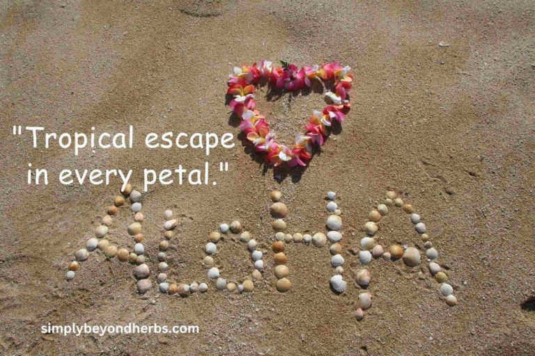 250+ Best Hibiscus Flower Quotes and Captions for Instagram ...