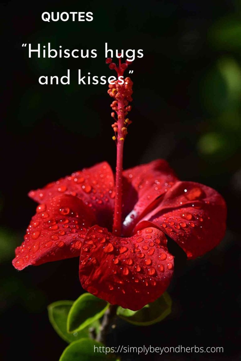 250+ Best Hibiscus Flower Quotes and Captions for Instagram ...