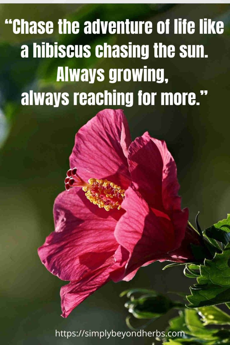 250+ Best Hibiscus Flower Quotes and Captions for Instagram ...
