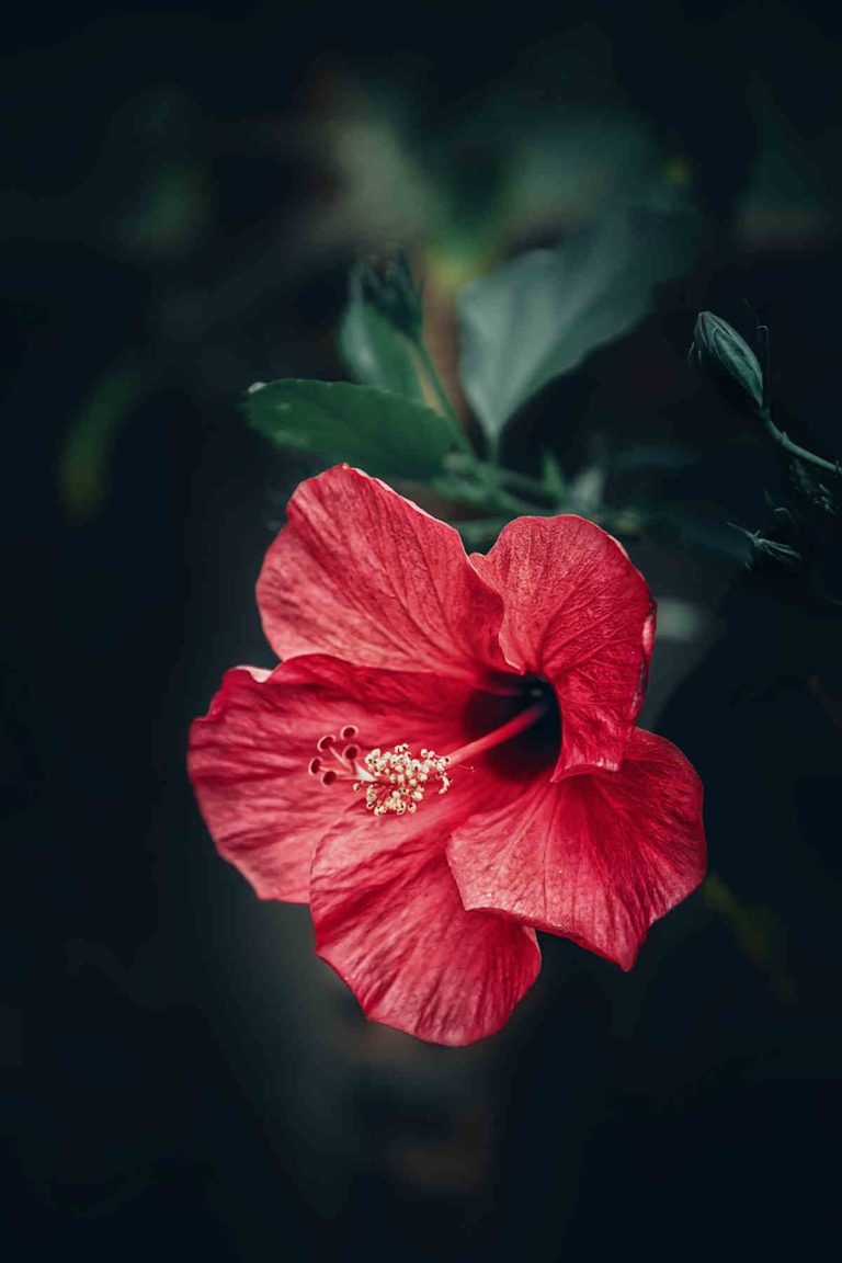 Hibiscus Flower Meaning and Symbolism - SimplyBeyondHerbs