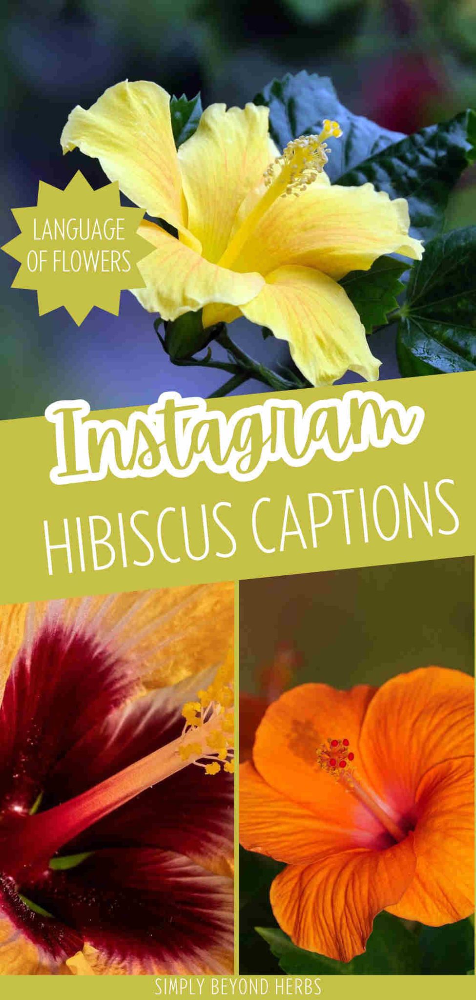 250+ Best Hibiscus Flower Quotes and Captions for Instagram ...