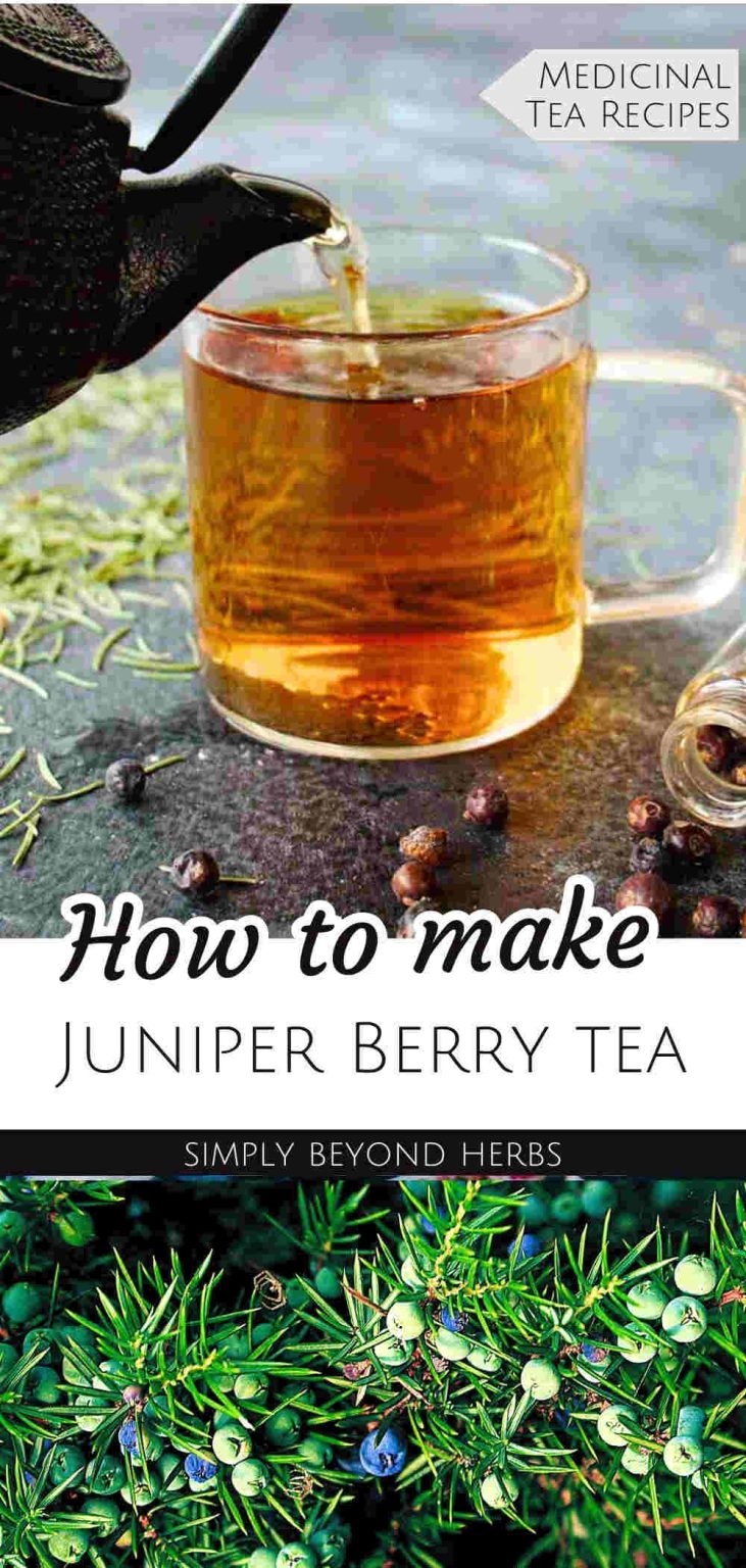 How to make juniper berry tea - SimplyBeyondHerbs