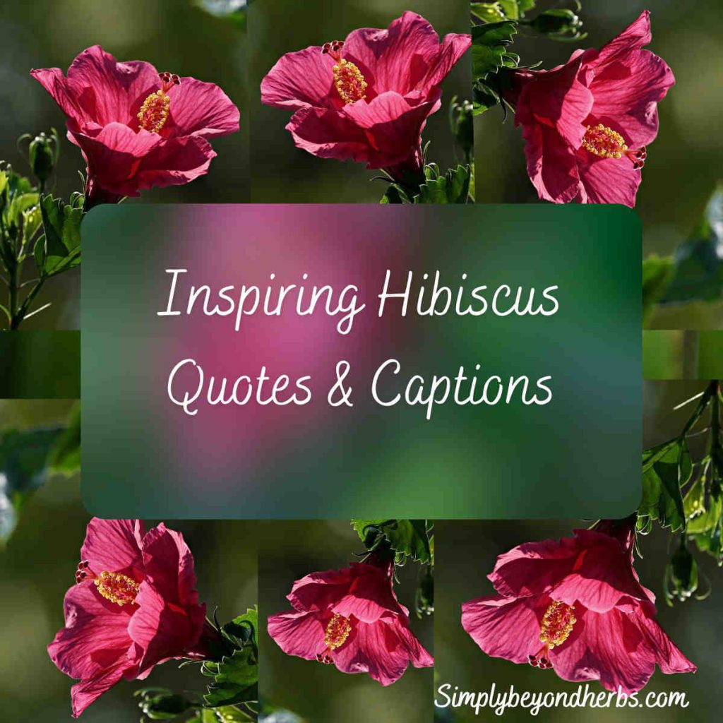 250+ Best Hibiscus Flower Quotes and Captions for Instagram ...